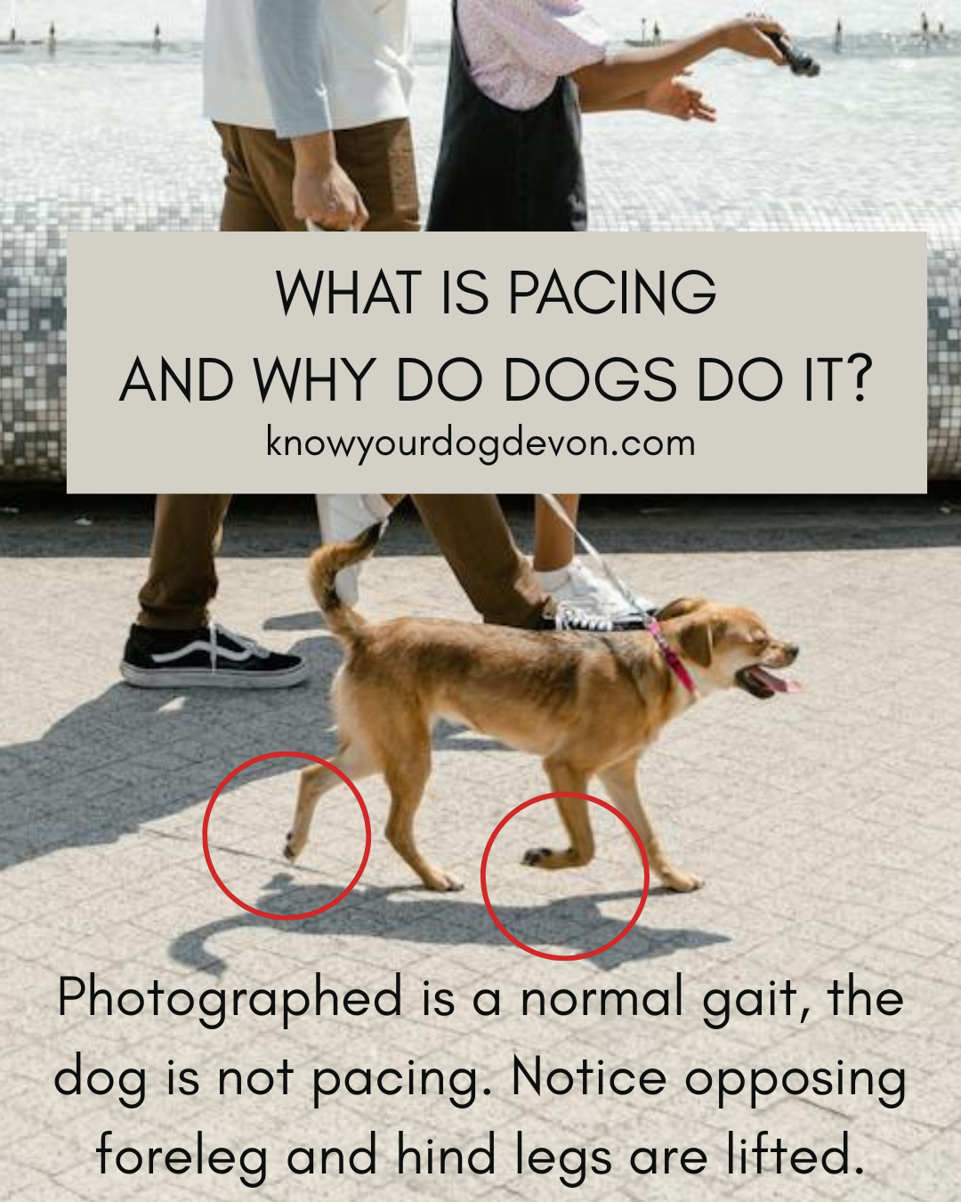Pacing (gait): what do dogs do this? – Know Your Dog